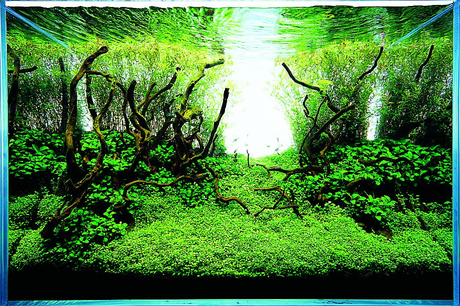 Let´s start with Q: Choosing a tank - | Aquasabi | Aquasabi ...