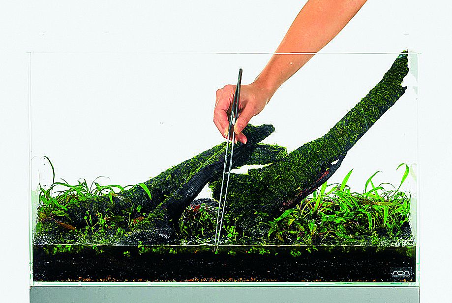 Let´s start with Q: Layout Creation - | Aquasabi | Aquasabi ...