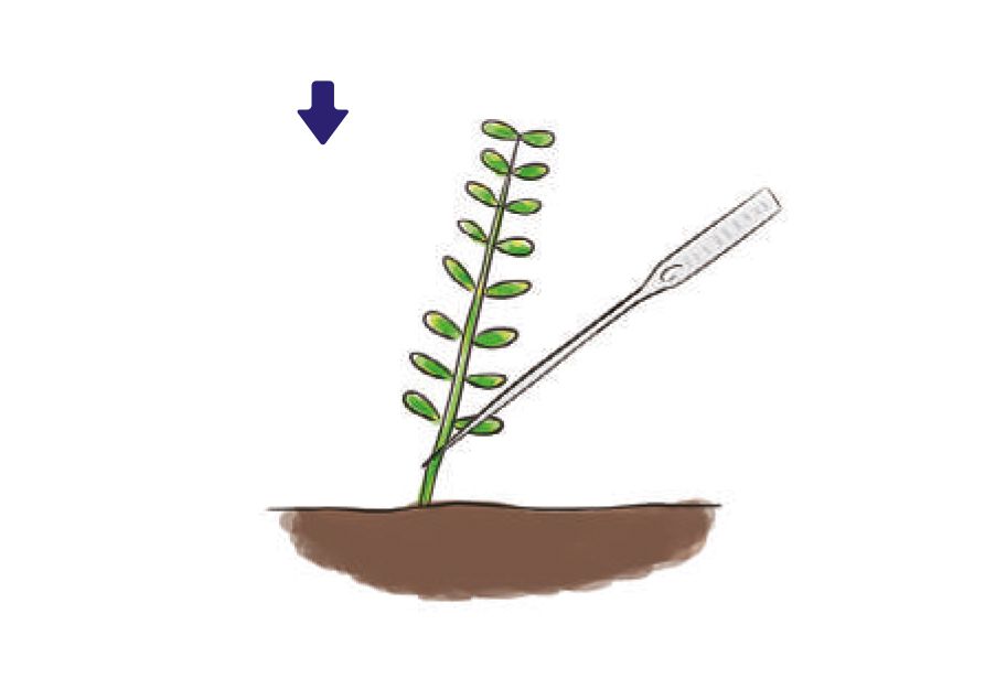 Perfect trimming technique for plants - | Aquasabi | Aquasabi ...