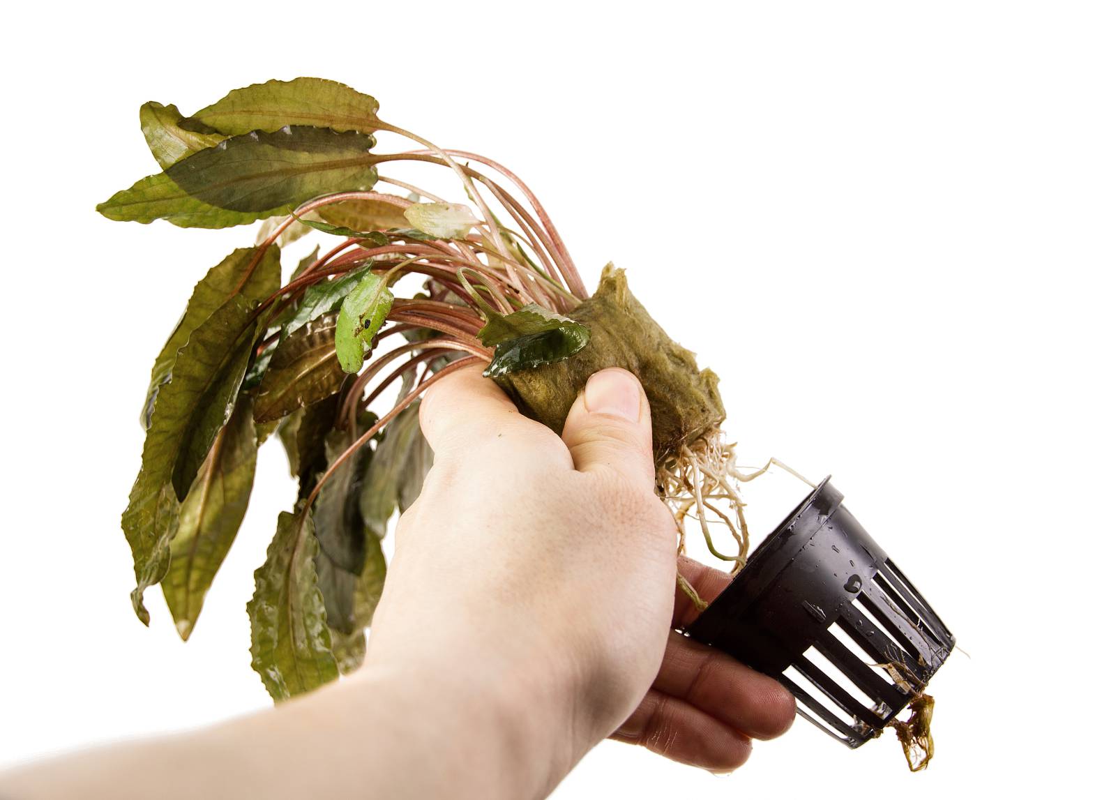 Preparing aquatic plants - | Aquasabi | Aquasabi - Aquascaping Shop