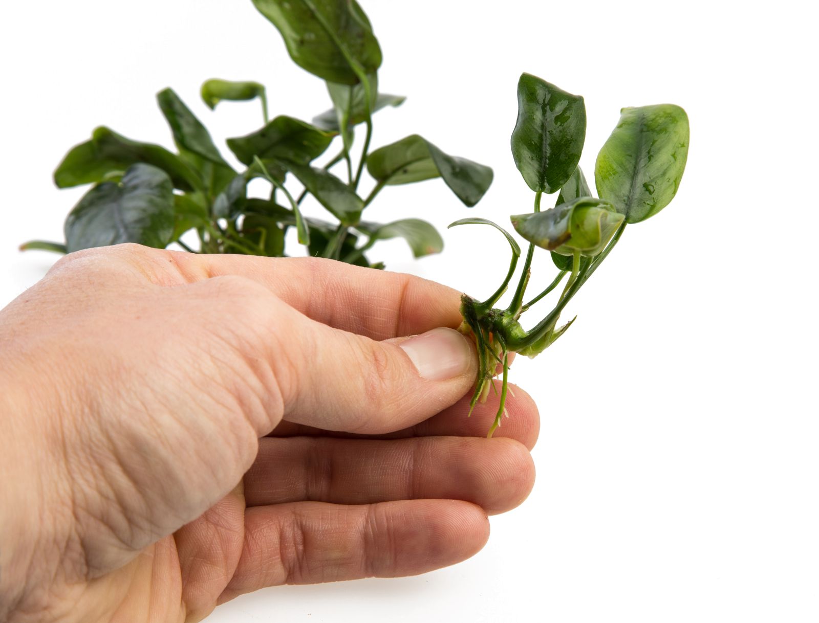 How to properly trim and divide aquatic plants - | Aquasabi | Aquasabi ...