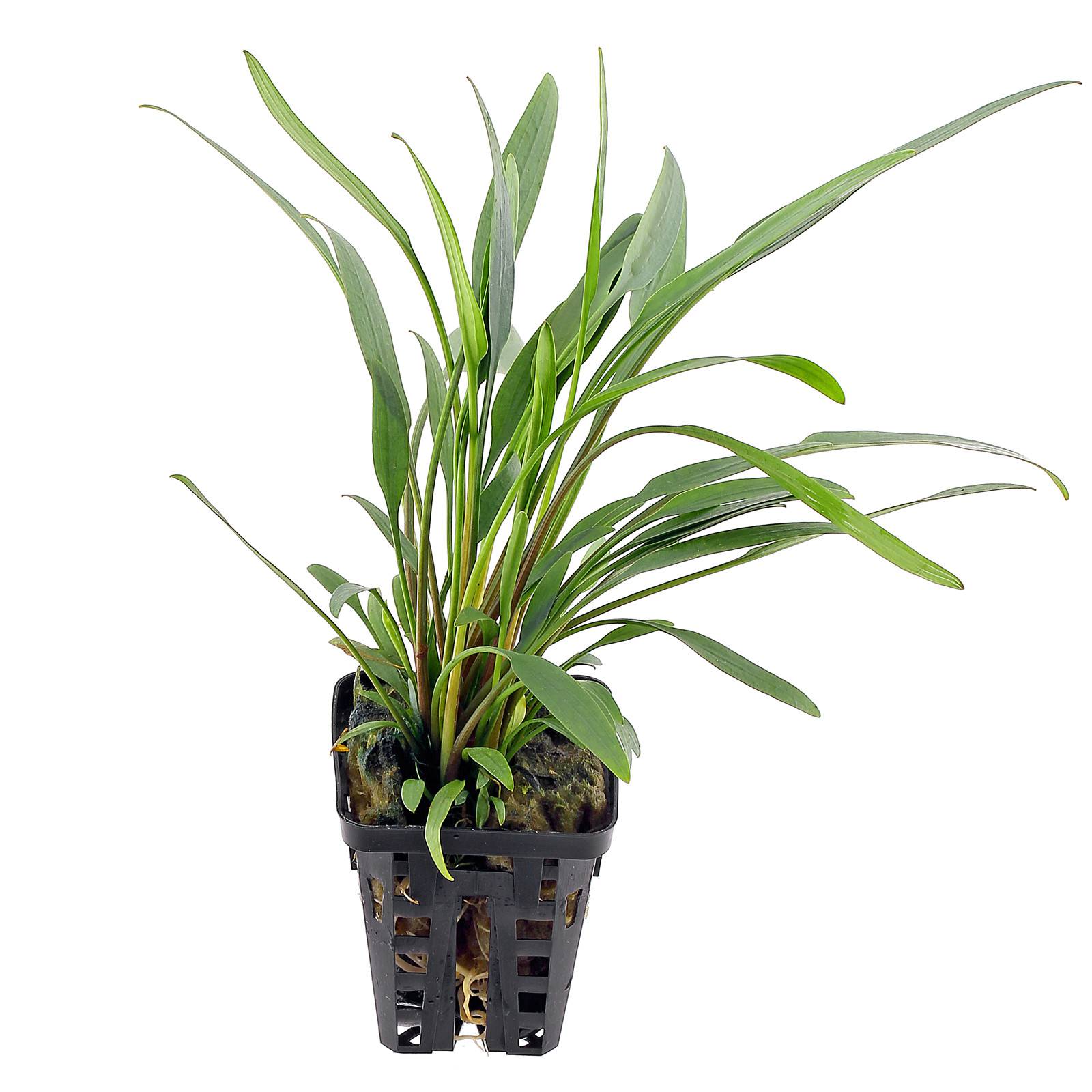 Gramineous plants - | Aquasabi | Aquasabi - Aquascaping Shop