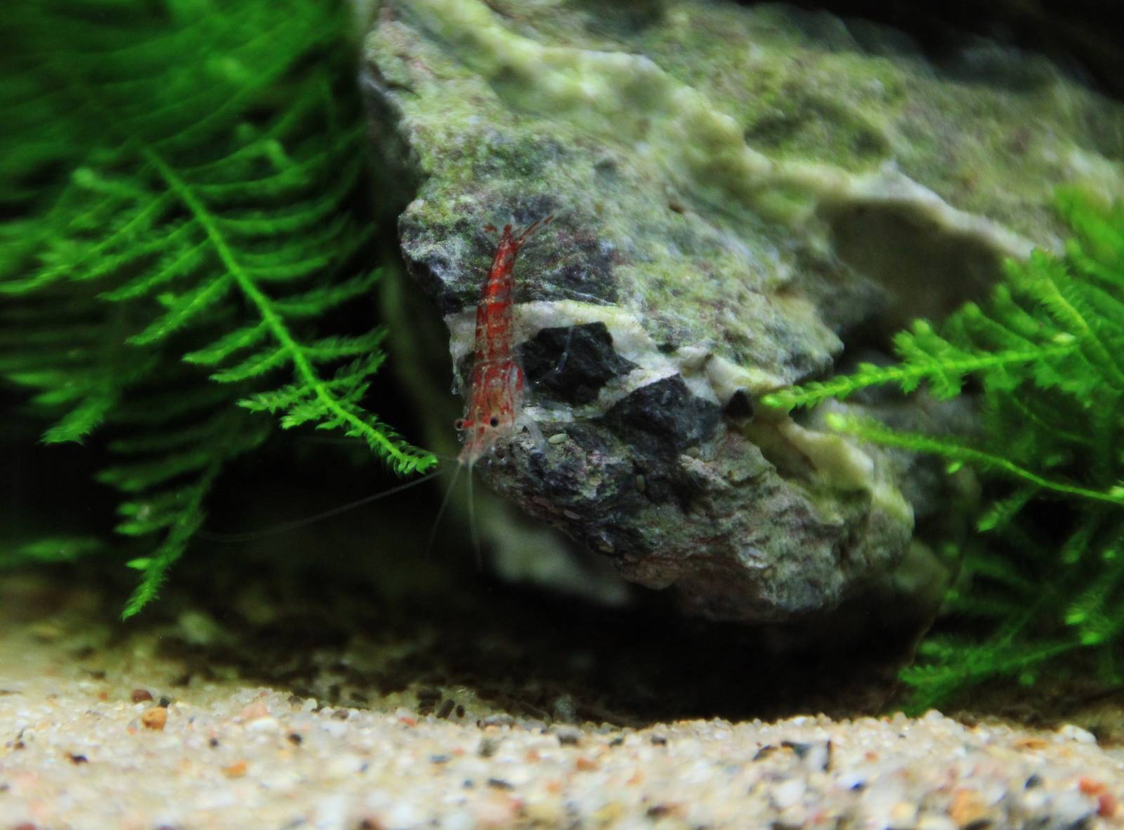 Selective shrimp breeding - | Aquasabi | Aquasabi - Aquascaping Shop