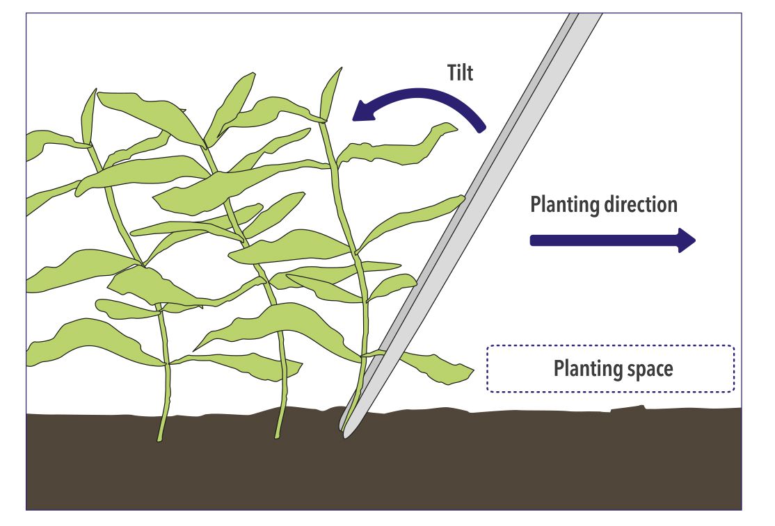 Visual Impact and Planting of Stem Plants - | Aquasabi | Aquasabi ...