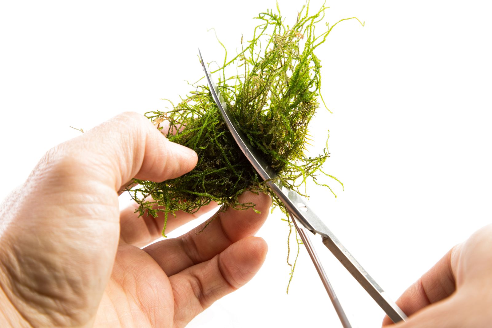 How to properly trim and divide aquatic plants - | Aquasabi | Aquasabi ...