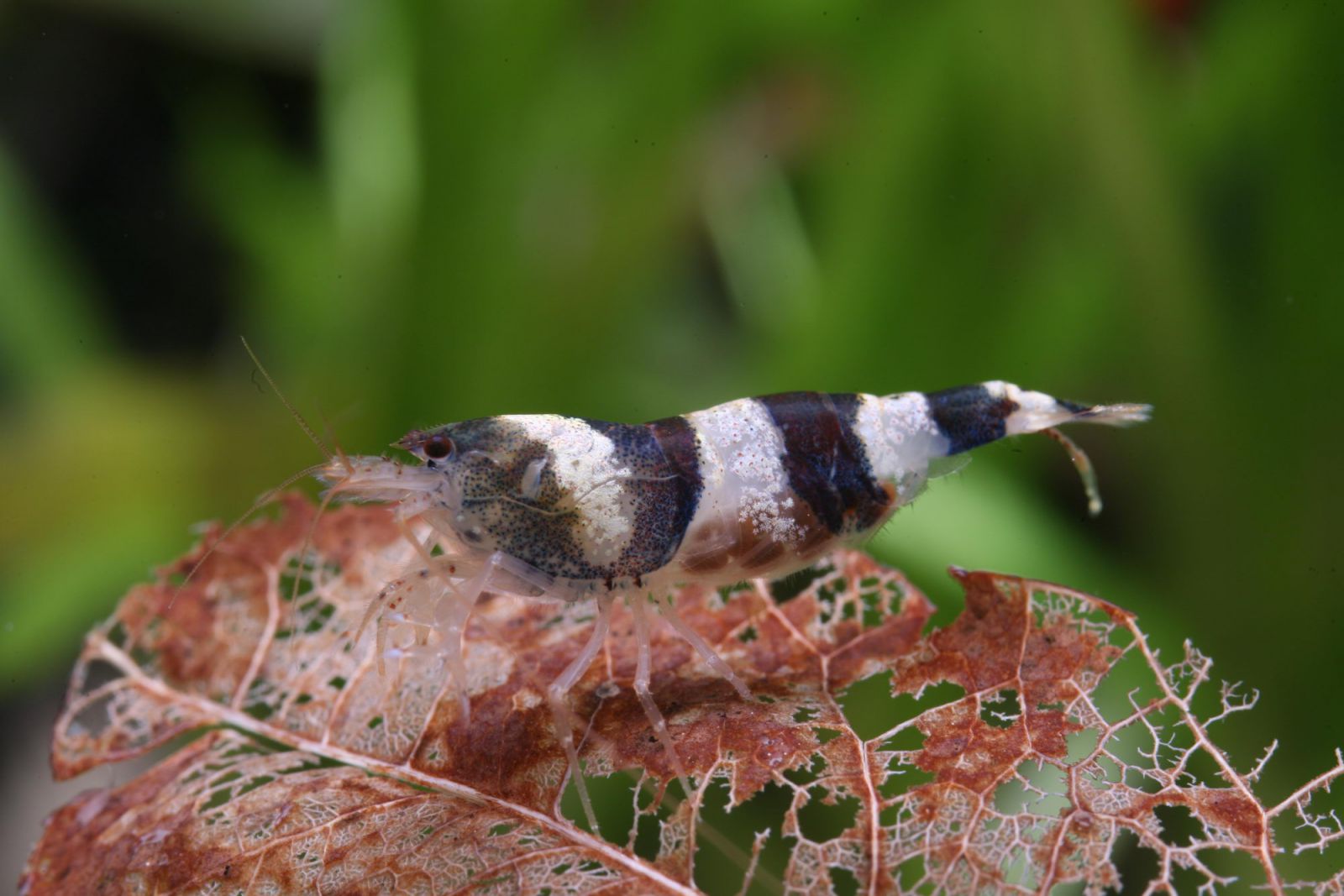 Feeding shrimp properly - | Aquasabi | Aquasabi - Aquascaping Shop