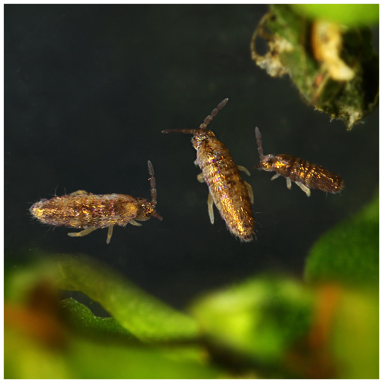 Animals on newly purchased, emersed plants - | Aquasabi | Aquasabi ...