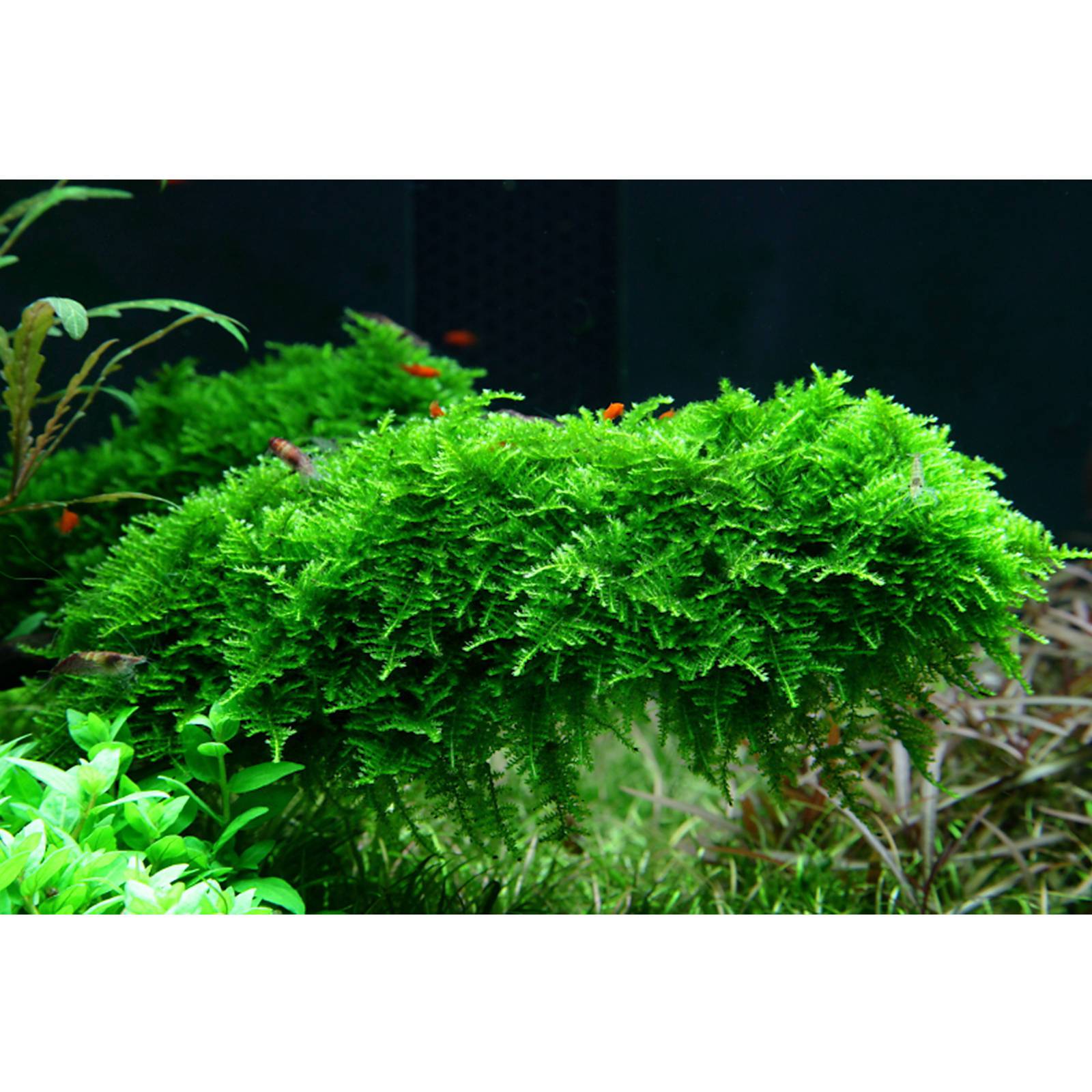 Mosses - | Aquasabi | Aquasabi - Aquascaping Shop