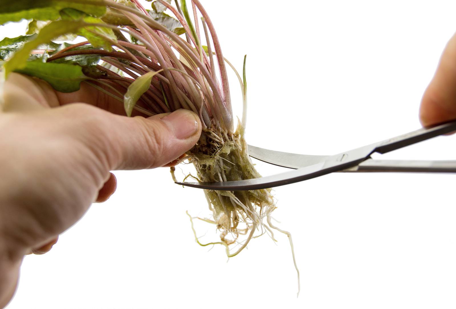 How to properly trim and divide aquatic plants - | Aquasabi | Aquasabi ...