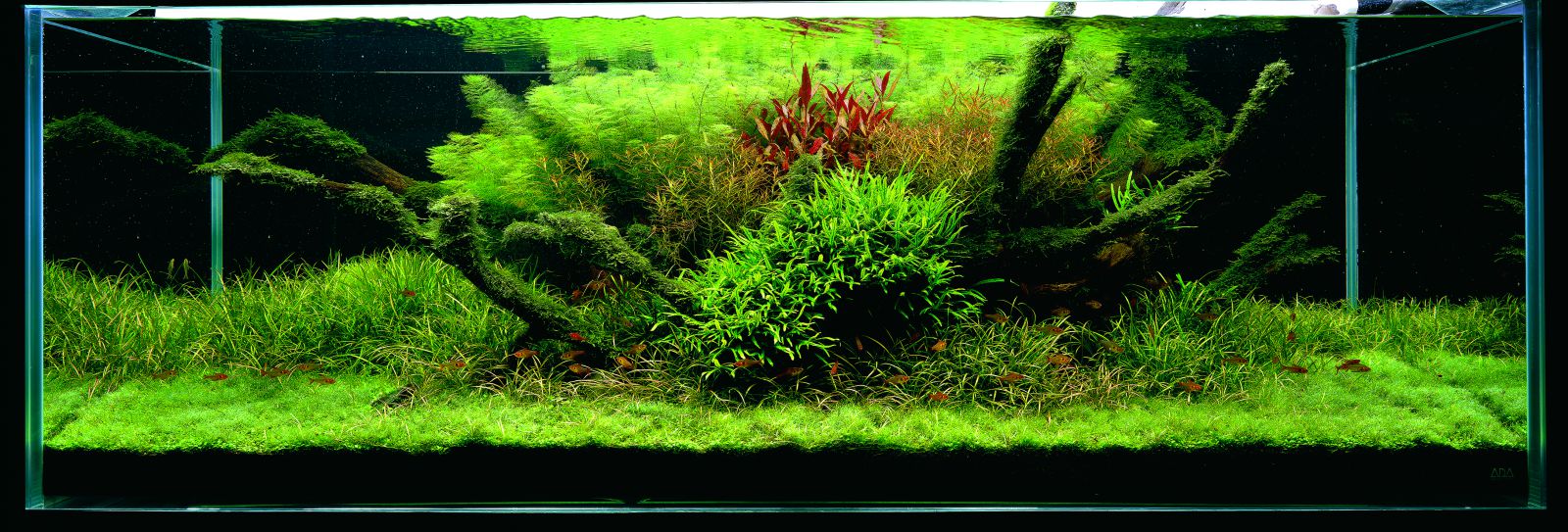 The Composition of Plant Clusters - | Aquasabi | Aquasabi - Aquascaping ...