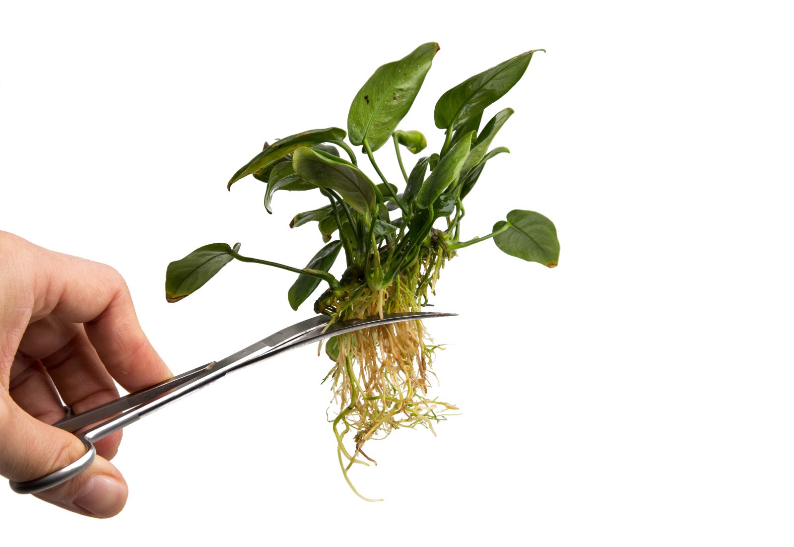 How to properly trim and divide aquatic plants - | Aquasabi | Aquasabi ...