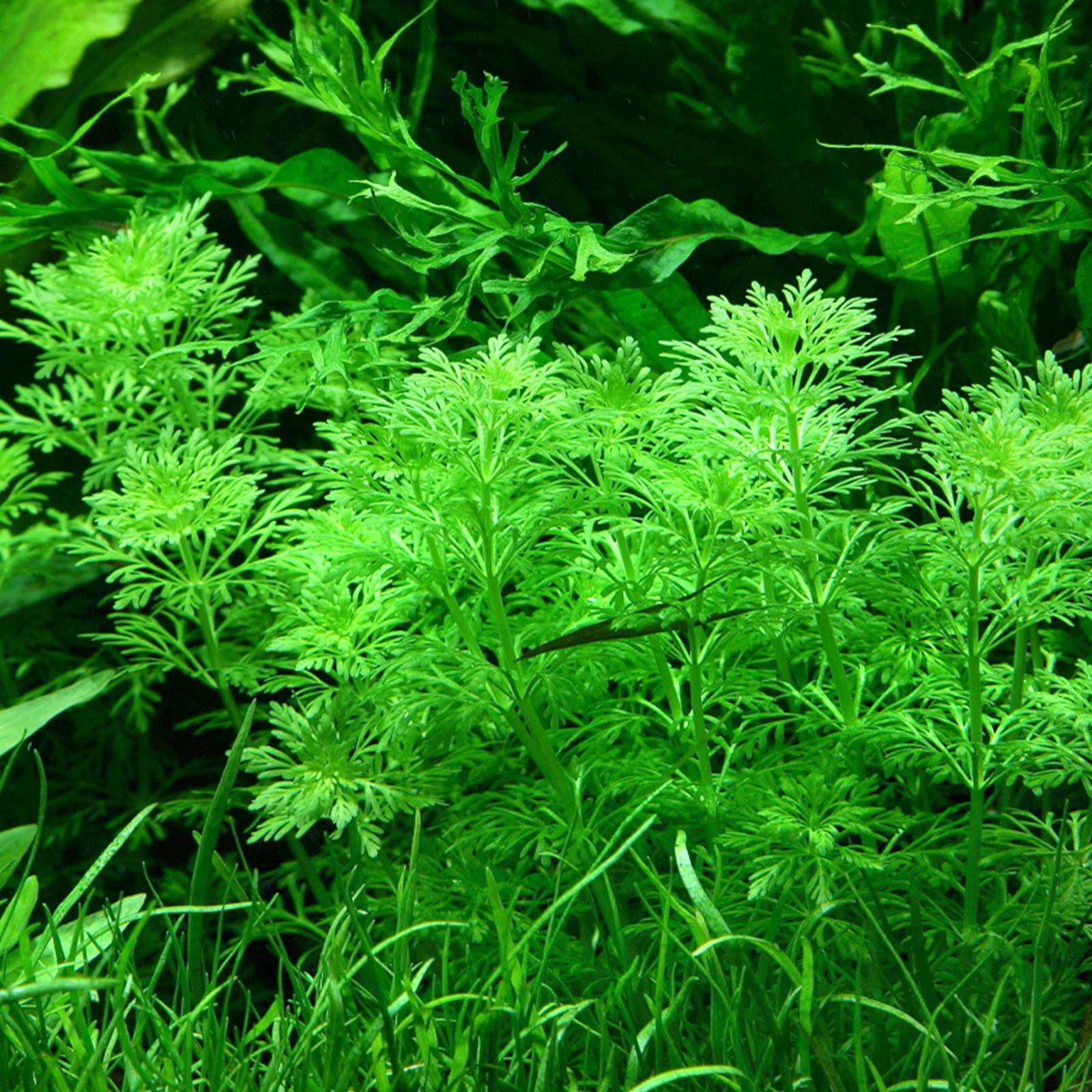 Stem plants - | Aquasabi | Aquasabi - Aquascaping Shop