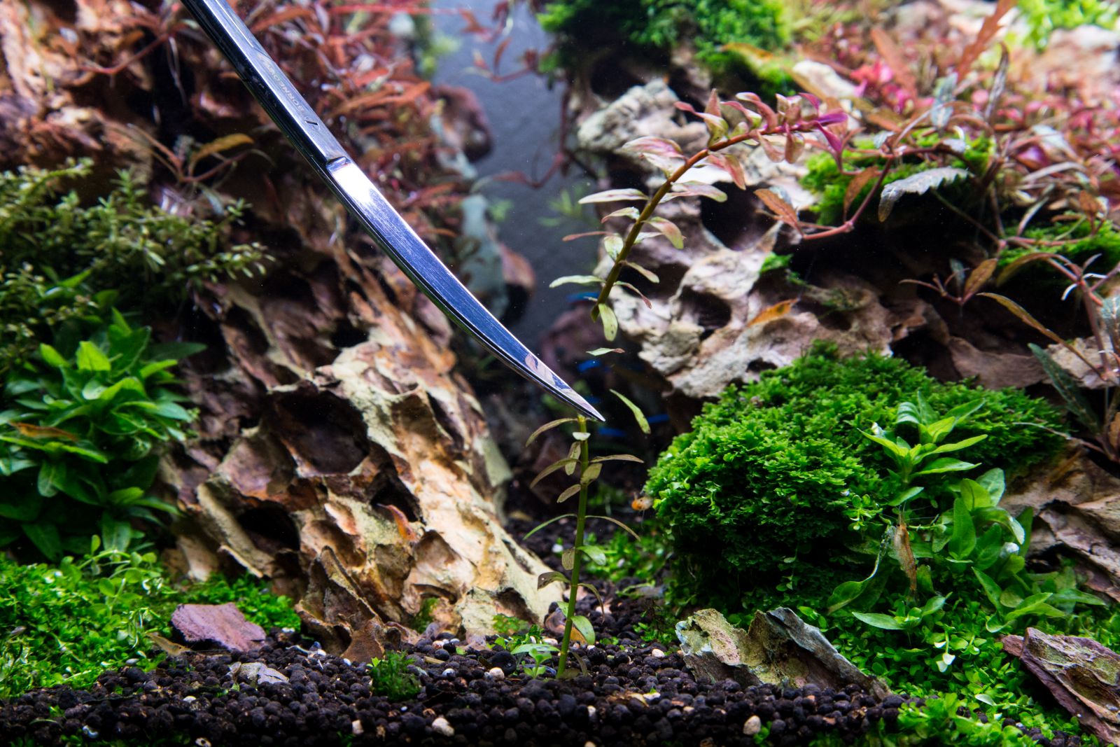 How to properly trim and divide aquatic plants - | Aquasabi | Aquasabi ...