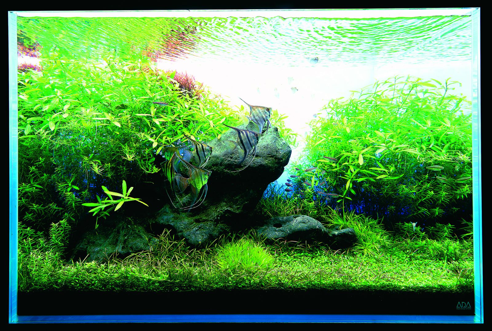 Stem plants in an Iwagumi - | Aquasabi | Aquasabi - Aquascaping Shop