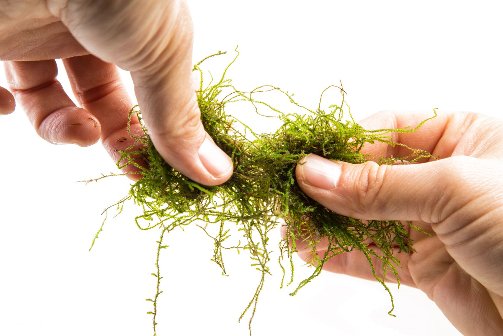How to properly trim and divide aquatic plants - | Aquasabi | Aquasabi ...