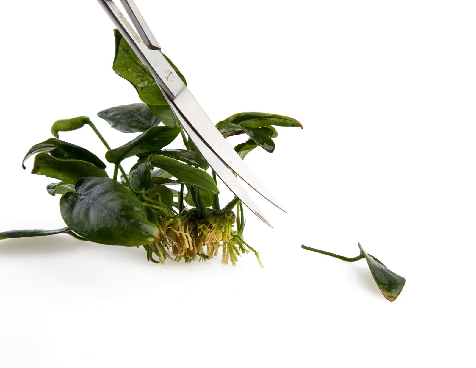 How to properly trim and divide aquatic plants - | Aquasabi | Aquasabi ...