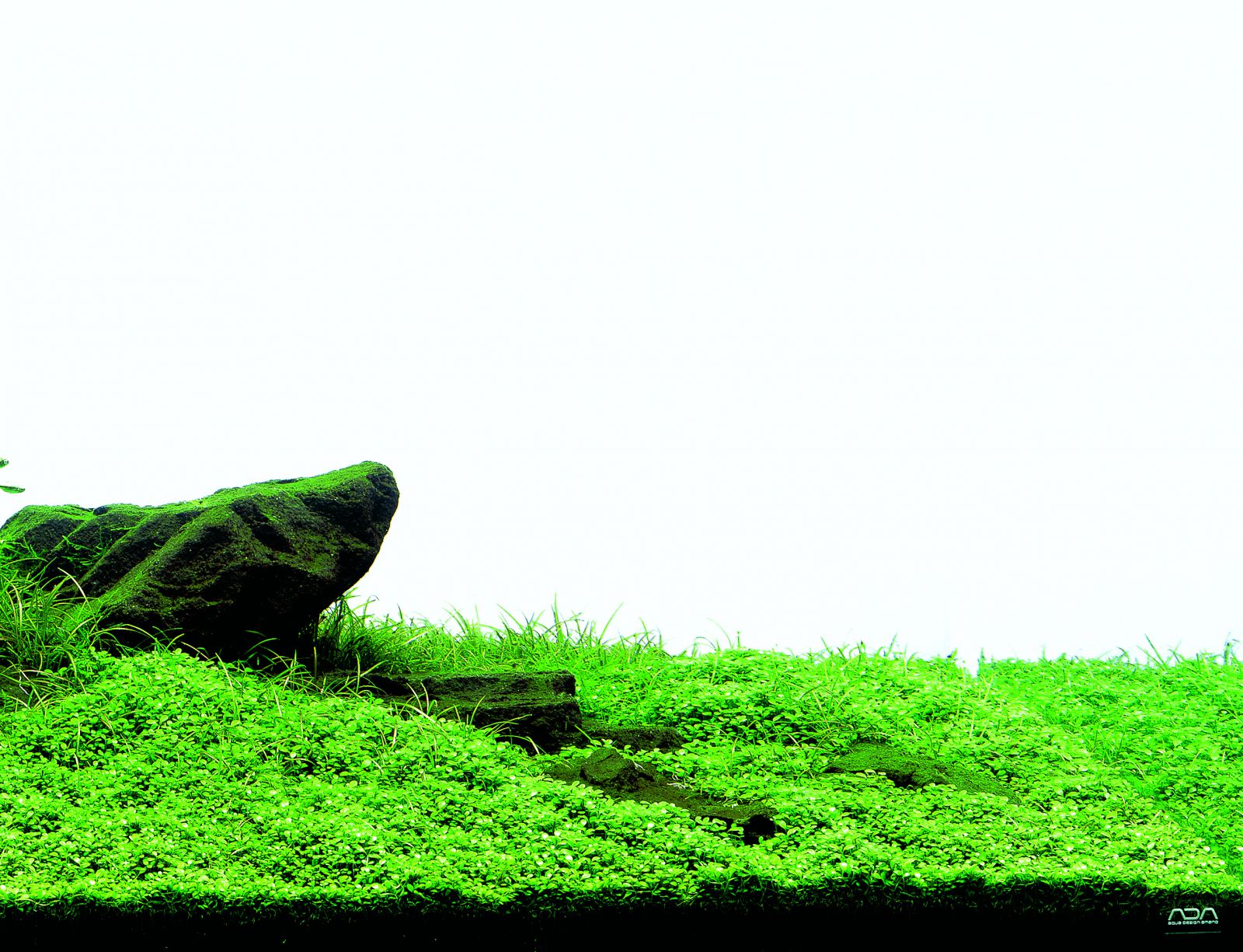 Beginnen wir mit Q: Sansui Iwagumi - | Aquasabi | Aquasabi - Aquarium Shop