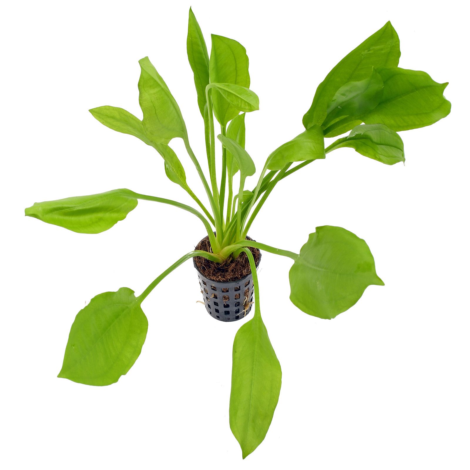 Echinodorus Bleheri Compacta