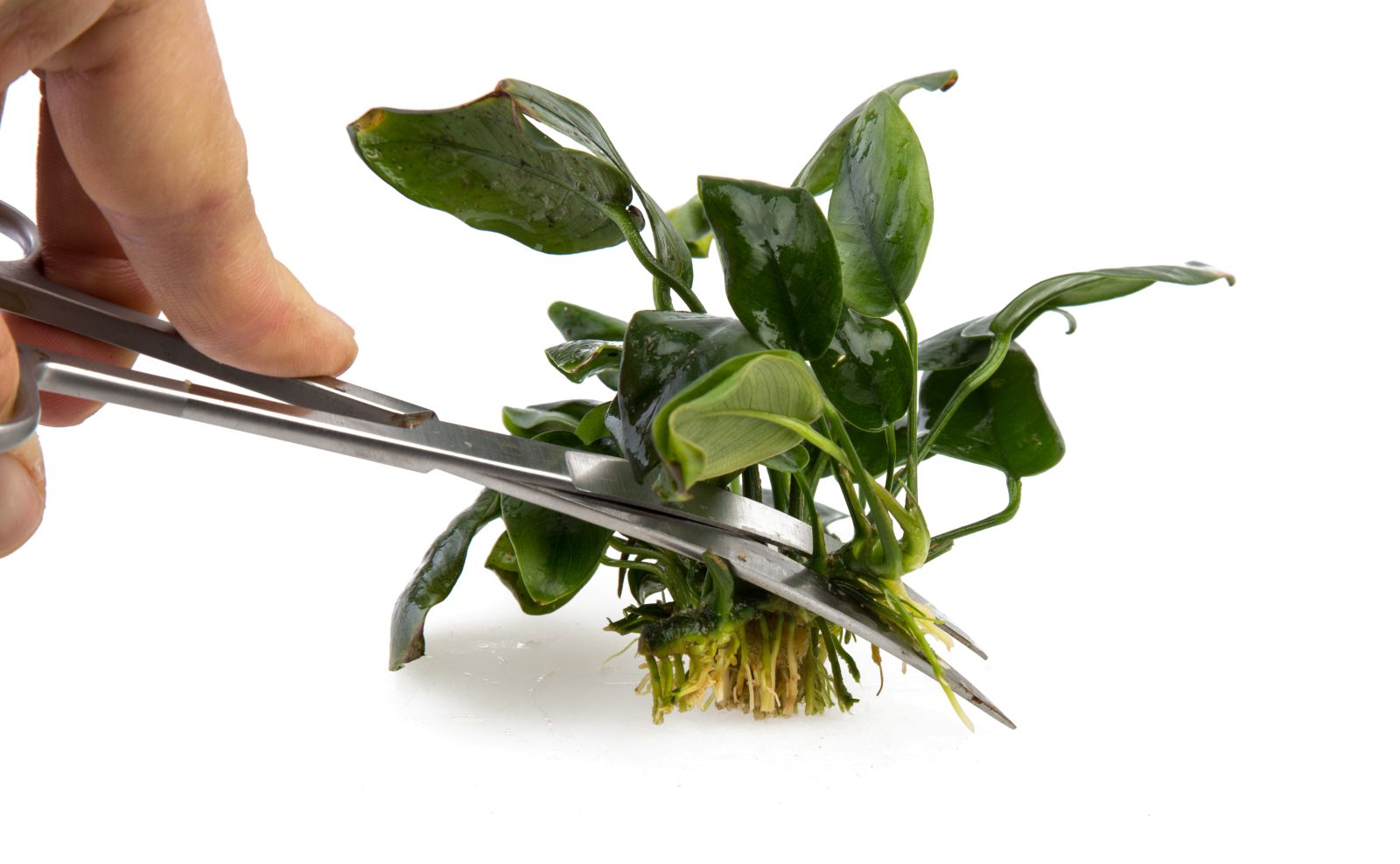 How to properly trim and divide aquatic plants - | Aquasabi | Aquasabi ...
