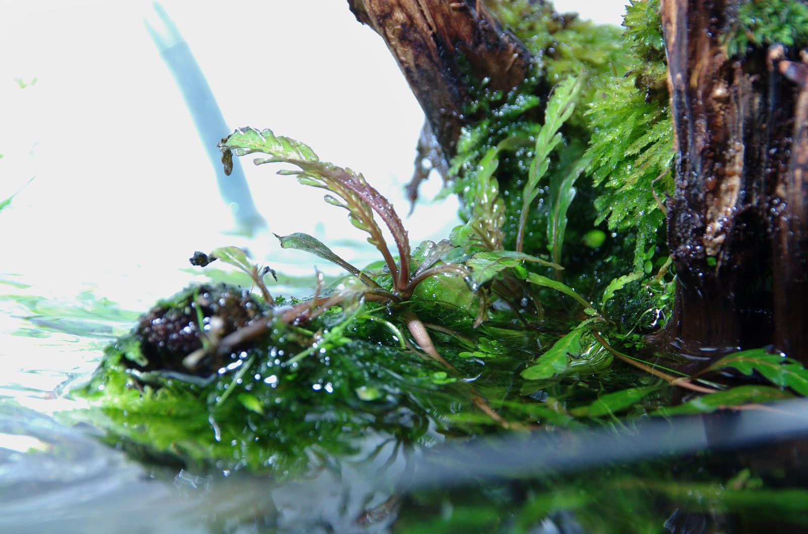 Wabi-Kusa - | Aquasabi | Aquasabi - Aquascaping Shop